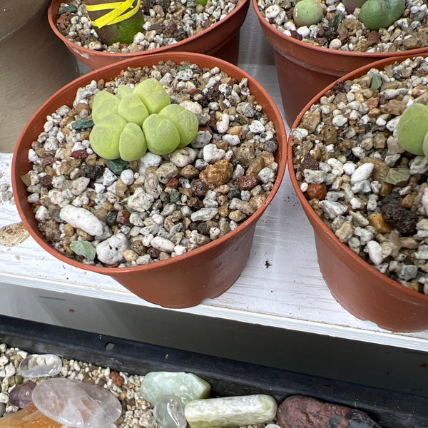 Live Plant Extreme Rare Succulents Conophytum Chrisocruxum SH2275 ...