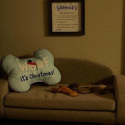 Zoomies, Home Decor, Dog Decor, Cat Decor, Pet Decor, Reverse Canvas ...