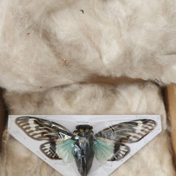 Giant Roly Poly Pill Bug, Sphaeropoeus Lugubris, Mounted in a Bell Jar ...