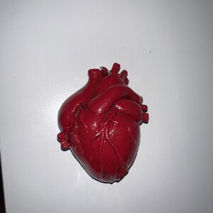 Anatomical Heart Magnet Set, Medical Human Organs Kitchen Magnet, EMS ...