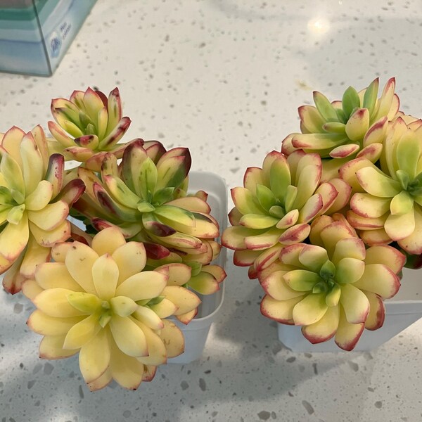 Mix Rare Live Succulent Plants Advanced Level Blind Box, 2-3.5" Random ...