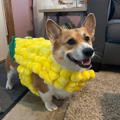 CORN DOGS or Kitty Corn Corn Coat for Cats & Dogs - Etsy