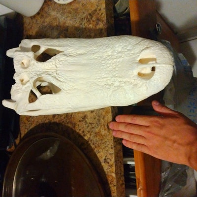 Sylvilagus Floridanus / Rabbit Atlas Vertebrate Butterfly Bone - Etsy