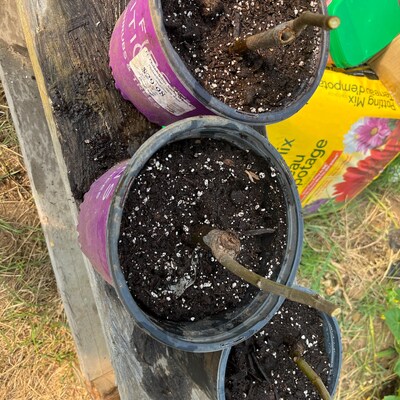 Stone Pine Pinus Pinea 30 Fresh Seeds - Etsy