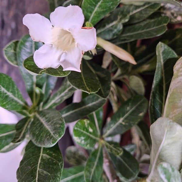 Adenium Arabicum 4 Ways 'green Mind Hybrid' 3.5 Pot A4, Exotic Bonsai ...