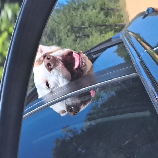 Serene Birds at Sunrise Photo - Instant Digital Download, Perfect for ...