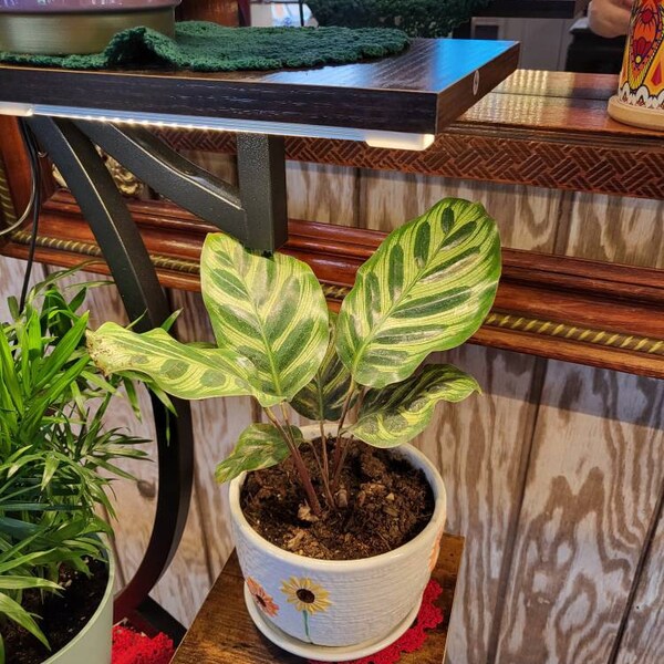 Rare Variegated Philodendron Mican Aurea in a Nursery Pot High ...