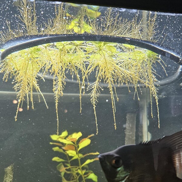 Narrow Leaf Anacharis, Egeria Najas, Live Aquarium/aquatic/background ...