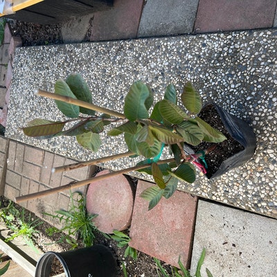 Free Shipping Airlayered Taiwan Ruby Seedless Guava 3 to 4 Ft Tall Ship ...