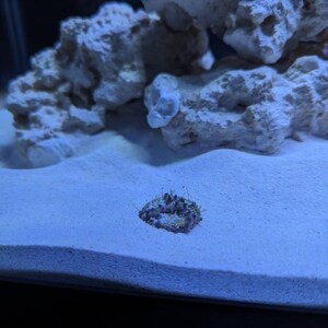 Green Tip Frogspawn - Etsy