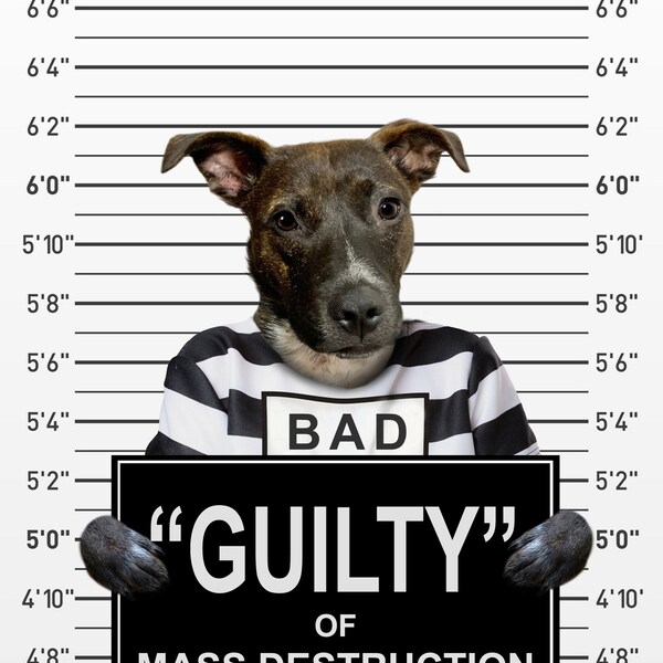 Custom Pet Mugshot - Custom Pet Portrait - Dog Mugshot - Cat Mugshot ...