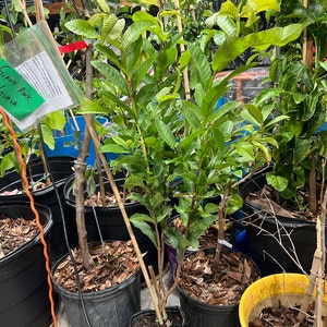 Grafted Super Julie Mango Tree One of the Best Mango in the - Etsy