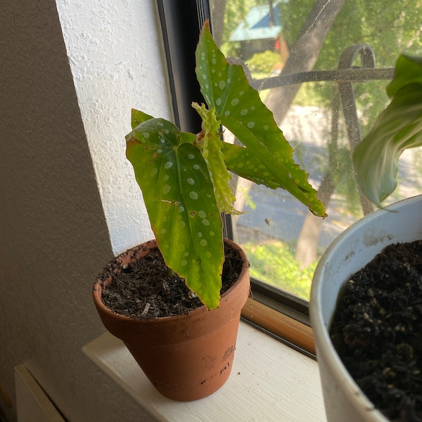 Live Angel Wing Begonia "my Special Angel" Starter House Plant - USA ...