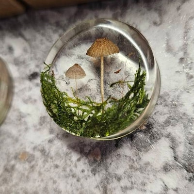 Natural Moss Mushroom Gauges, Real Plug, Mushroom Plug, Real Mushroom ...