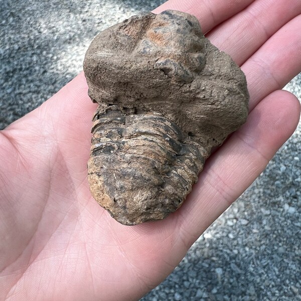 RARE Fossil Mosasaur Radius Alabama Dinosaur Bones Cretaceous Age - Etsy