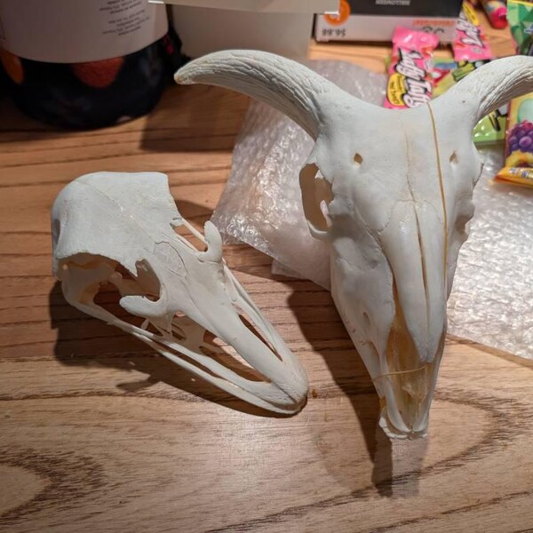Authentic Ostrich Skull | Exotic Bird Taxidermy | Bone Specimen for ...