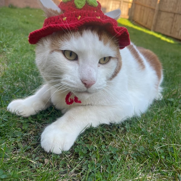 Cat Birthday Outfit | Crochet | Knitted | Letterbox Gift | Handmade ...