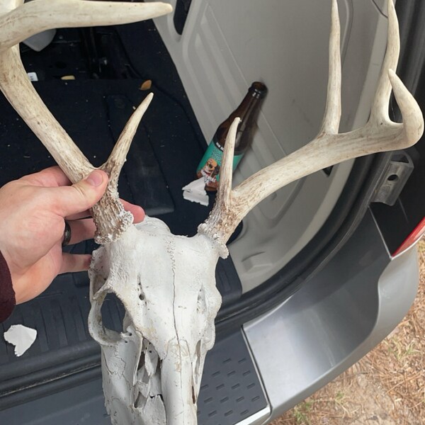Dark Tall 4x4 Mule Deer Antler Horn Fake Skull Mount Taxidermy Rack Man ...