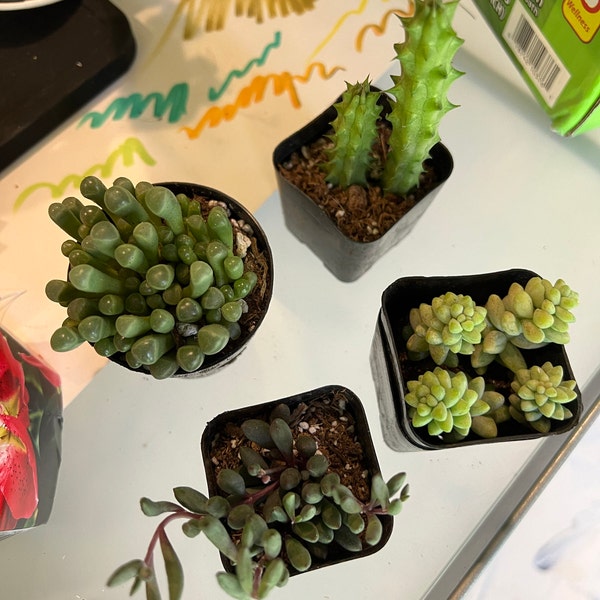 Baby Toes | 2.5 Inch | Fenestraria Rhopalophylla | Mimicry Plants ...