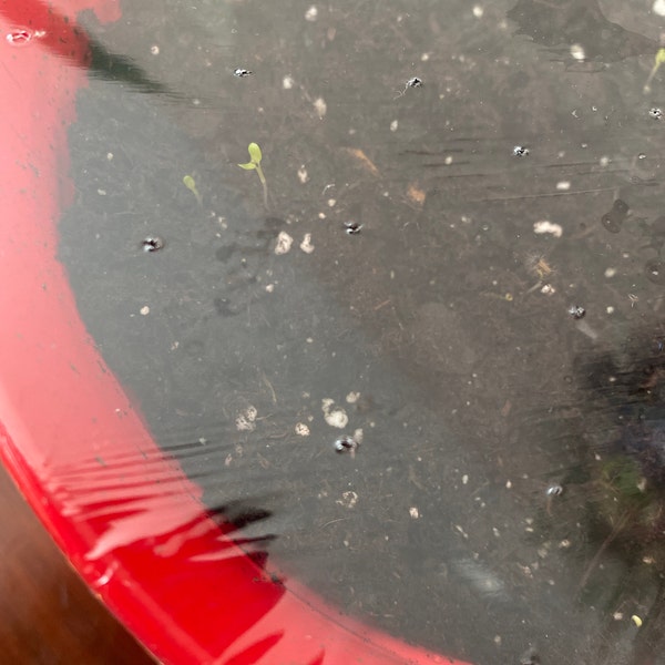 Broadleaf Plantain (plantago Major) Seeds, Organically Grown - Etsy