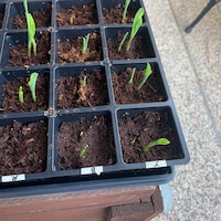 Jimmy Red Corn Famous Bootlegger Moonshine Grits Hominy Masa Corn ...