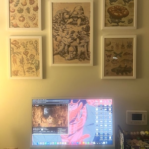 Hyrule Compendium Breath of the Wild Tears of the Kingdom Botanical ...