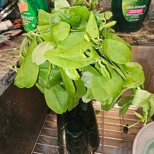 Green SEEDS african Spinach, Efo Tete, Callaloo, Amaranthus Hybridus ...
