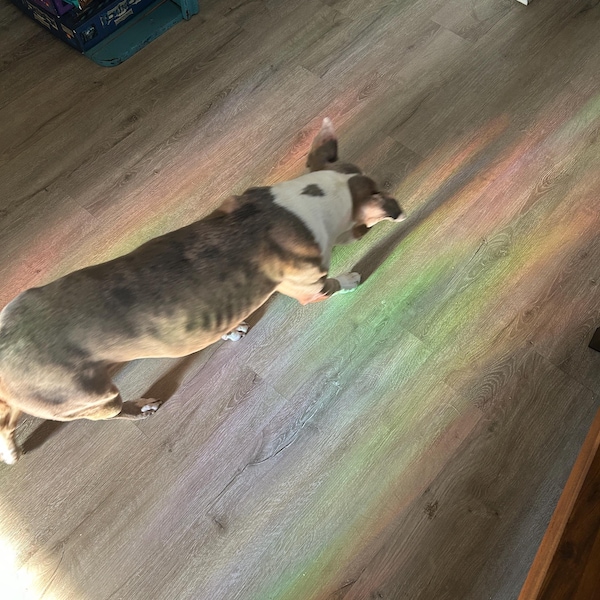 Sun Face With Lashes Window Cling Bling Holographic Rainbow Maker Sun ...