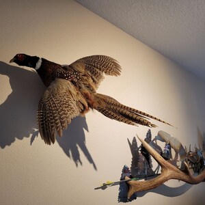 Bahama Pintail Duck Standing Captive Bred Mount Taxidermy - Etsy