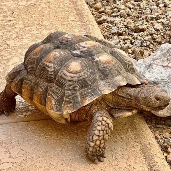 Purslane (portulaca Oleracea Toucan Scarlet Shades) Seeds - Low ...