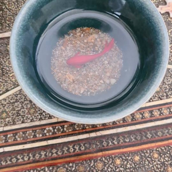 Eternal Red Koi Fish, Resin Fish Pool, Decorative Dish, Boho Style ...