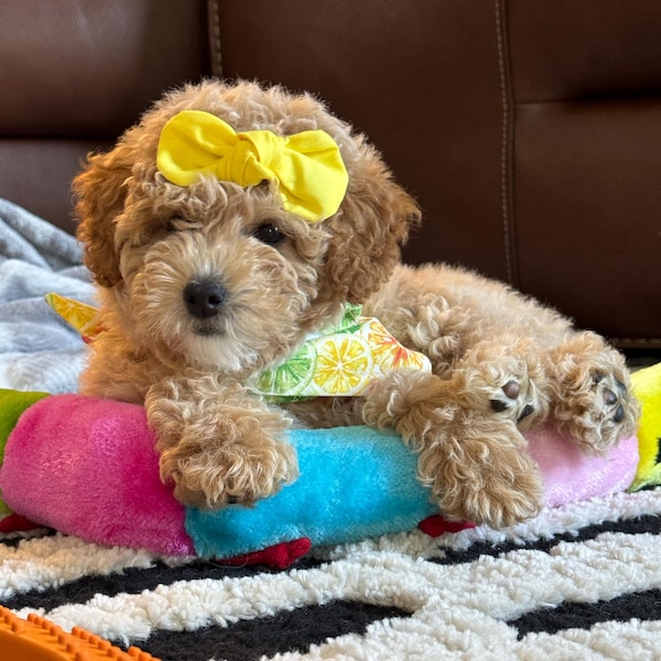 Dog Hair Bow for Dogs, Dog Hair Clip, Fall Hair Dog Bows, Hair Clip for ...