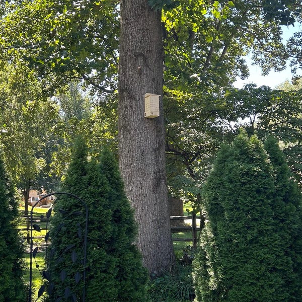 Squirrel House, Squirrel Nest Box, Wildlife Rehab Approved Squirrel Box ...