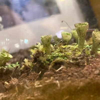 Small Terrarium Humidifier for Lichens, Moss, Plants. Mini Propagation ...
