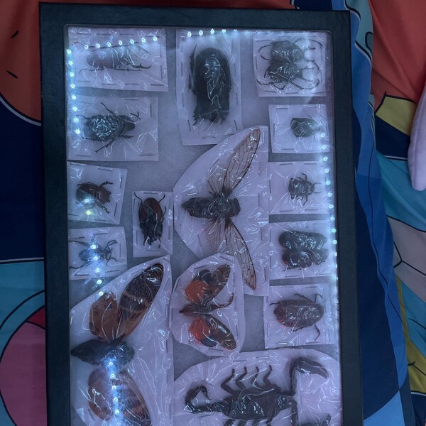 15 Real Assorted Beetles Bees Cicada Scorpion Butterfly - Preserved ...