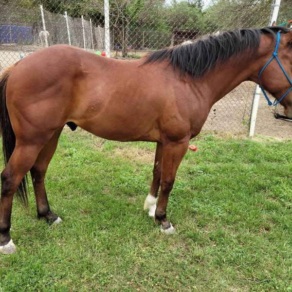 18ft Driving Line Black Horse Rope Lunge Line Gift for Horse Owner ...