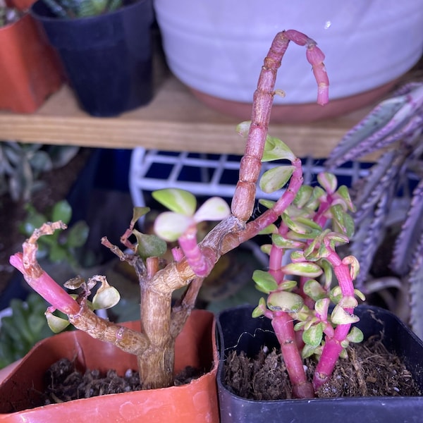Rare Variegated Pink Elephant Bush, Portulacaria Afra Variegata Live ...