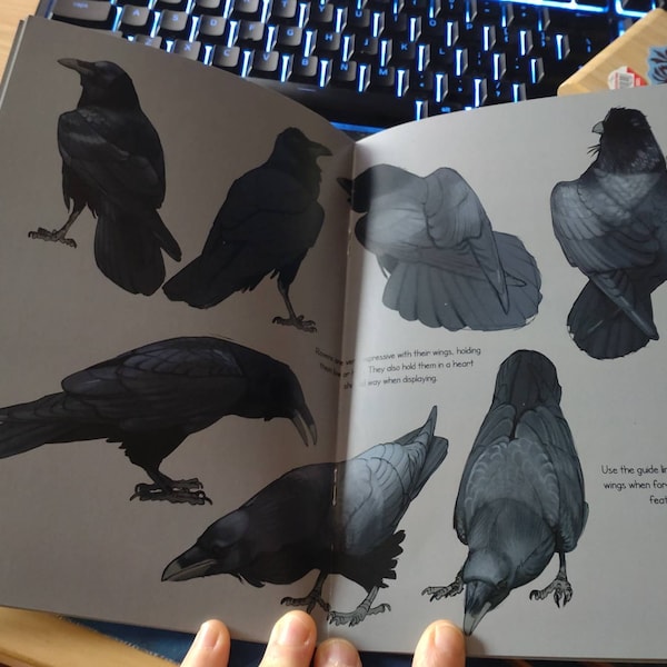 How to Draw Ravens: Anatomy and Wings - Etsy UK