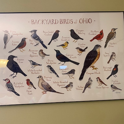 Ohio Backyard Birds Field Guide Art Print / Watercolor Painting Print ...