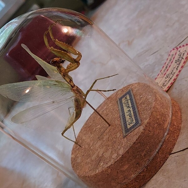 Praying Mantis in Glass Dome Display | Real Insect Taxidermy Specimen ...