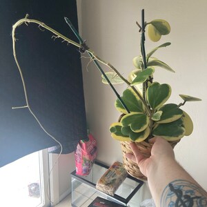 Plant Heat Pack - Etsy