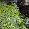 Floating Plant Corral Self Leveling + Free Mystery Plant - Etsy