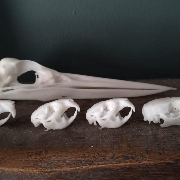 Boa Constrictor Skull - Resin Life-like Replica - Etsy