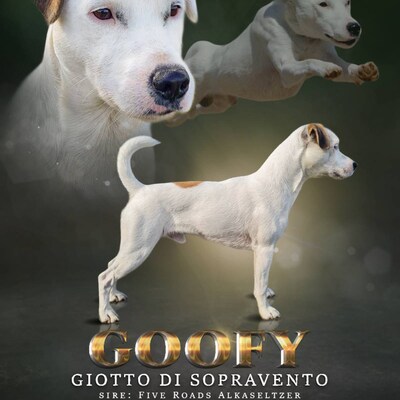 CUSTOM Graphic Design for Breeders Stud Dog Planned Litter Announcement ...