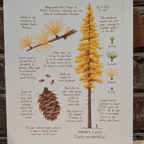 Western Larch Botanical Watercolor 8x10in Print, Golden Larch, Hike ...