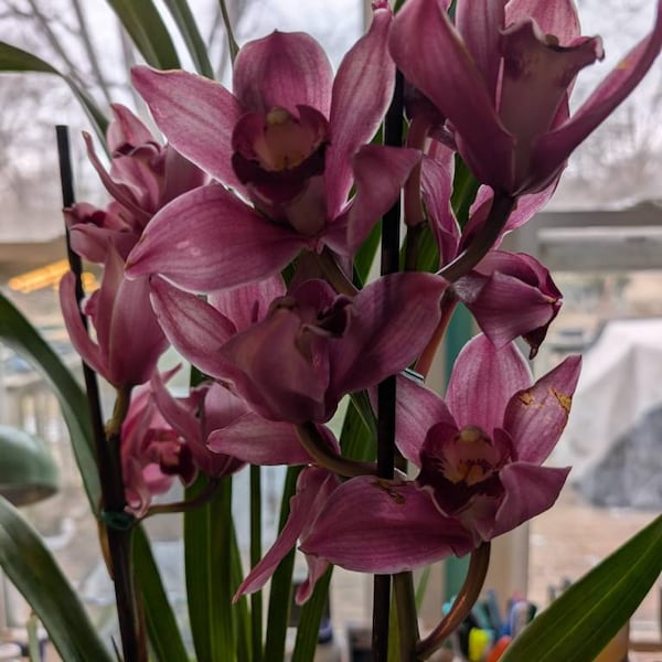 Myrtus Communis 'compacta' Dwarf Myrtle 1 Feet Tall Great for Bonsai ...