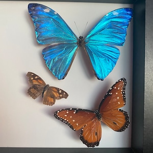 Actias Sinensis MALE Golden Moon Moth China - Etsy