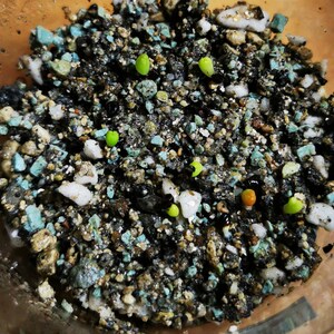 Delosperma Napiforme / 20 Seeds | Etsy Canada