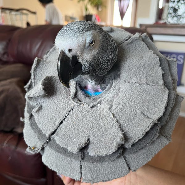 Vest E-collar Jacket for African Grey Parrots That Pluck & Pick ...