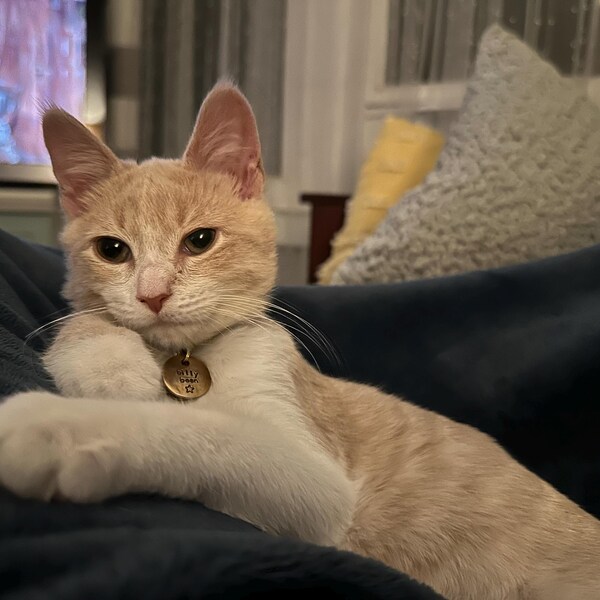 Cat Tag, Cat ID Tag, Small Pet Tag, Cat Name Tag, Microchipped Tag ...